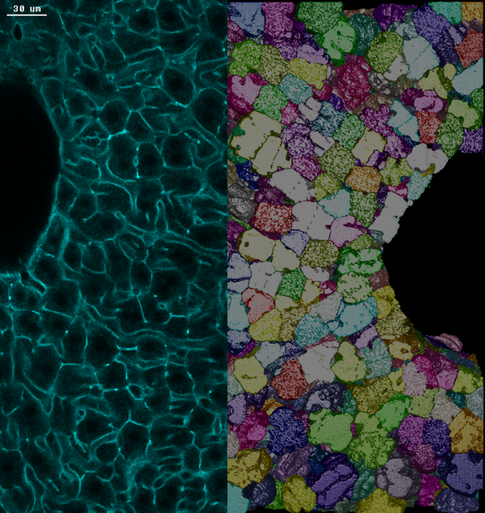 Zerial Lab - From Hepatocyte Polarity to Liver Tissue Organization